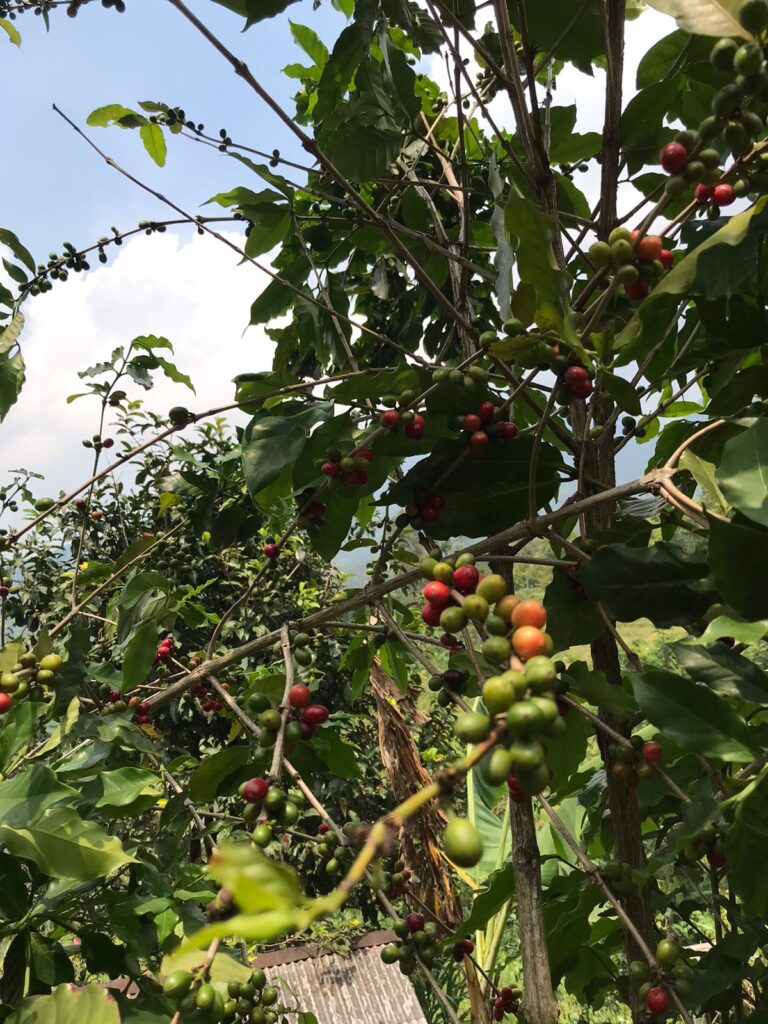Trends in the Tanggamus Coffee Supply Chain: Challenges and ...